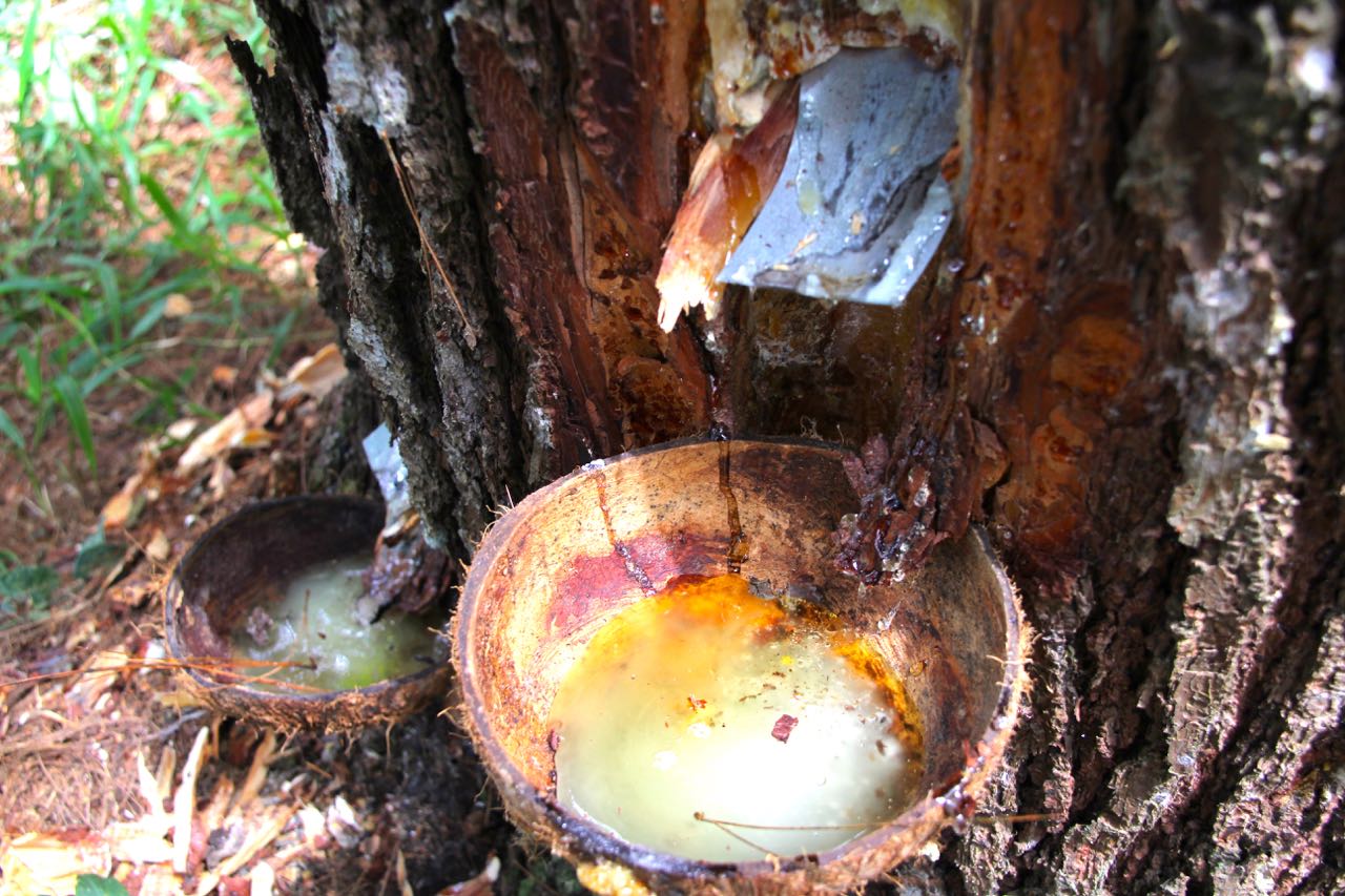 Harga Getah Pinus Terbaru dan Produk Turunannya – Harga Belanja