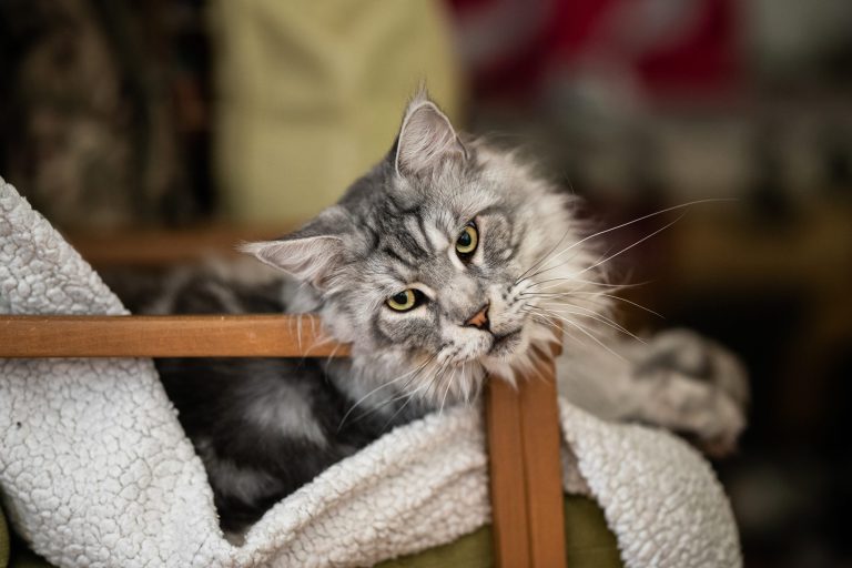 Kenali 10 Jenis Kucing Lucu dan Karakteristiknya – Harga Belanja