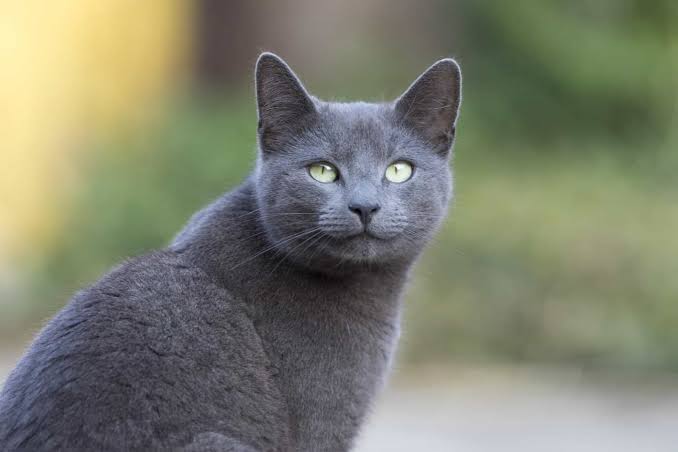 Sampai Miliaran, Ini 15 Ras Kucing Termahal di Dunia Update 2024